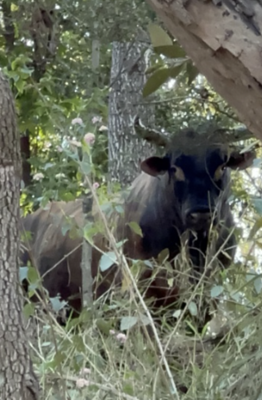 Scrub Bull (Feral Ox) Hunt – (Bos Taurus) | iHunt Downunder